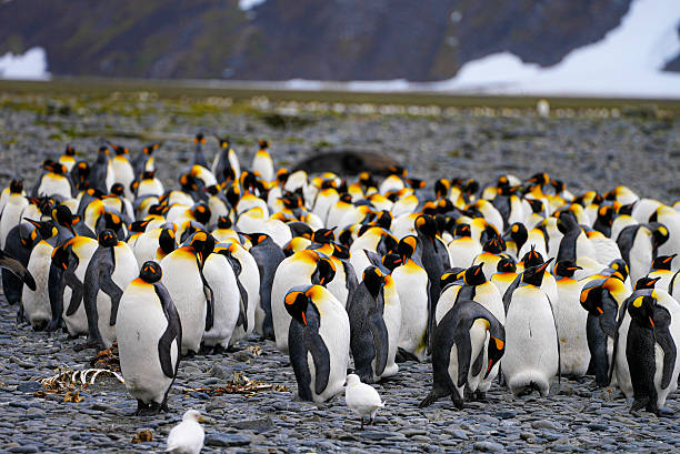 Nuclear Penguins at Risk as Eskom Reviews Coastal Power Site - Voice ...
